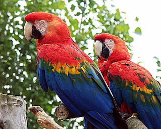 Parrots Lovers: Ruby Macaws